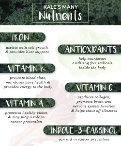 Types of Kale and Their Best Uses | Xtrema Cookware